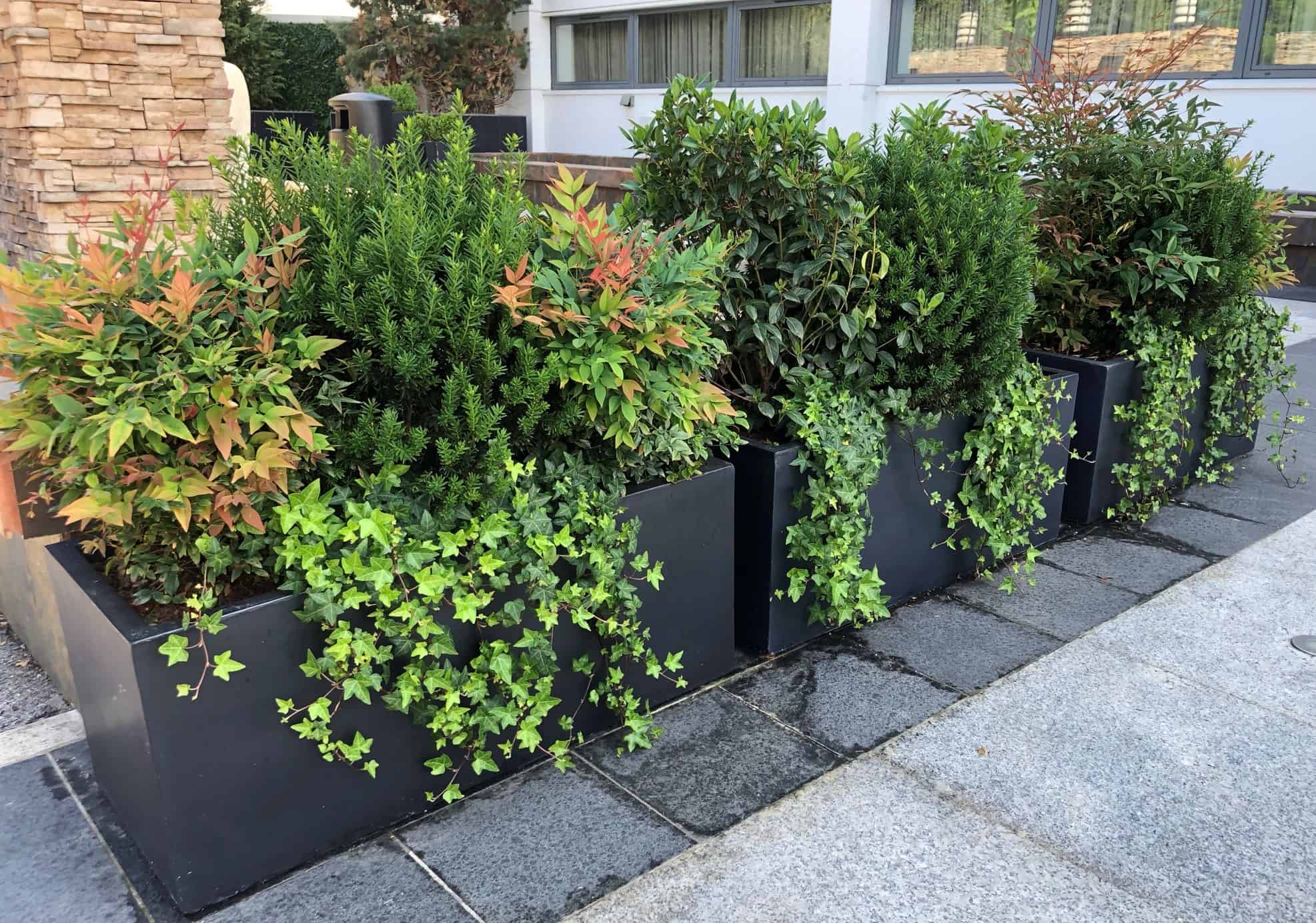 Vermilion | I Want Plants